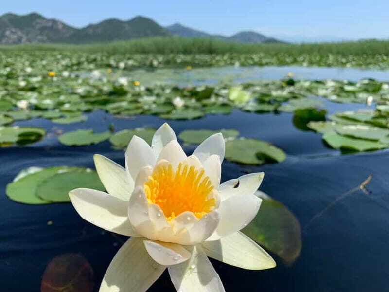 Explore Skadar Lake: Exclusive Guided Boat Falcon Tour! - First Impressions and Practicalities
