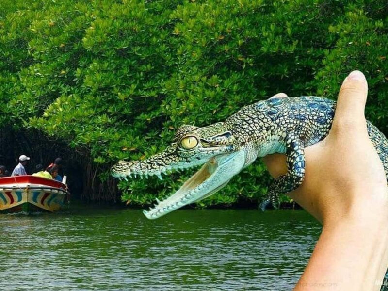 Explore Sri Lankas South Coast - Galle One Day City Tour - Who Will Love This Tour?