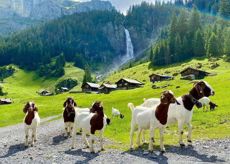 Explore Swiss Villages: Interlaken-Grindelwald(Private Tour) - Who is This Tour Best For?
