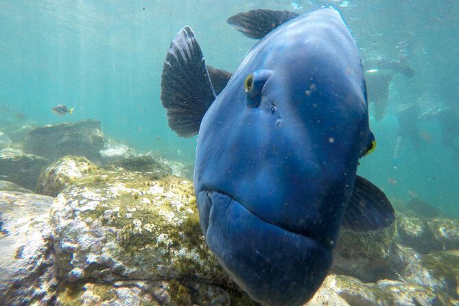 Explore Sydney's Botanic Gardens In a Series of Fun Cryptic Clues - Frequently Asked Questions