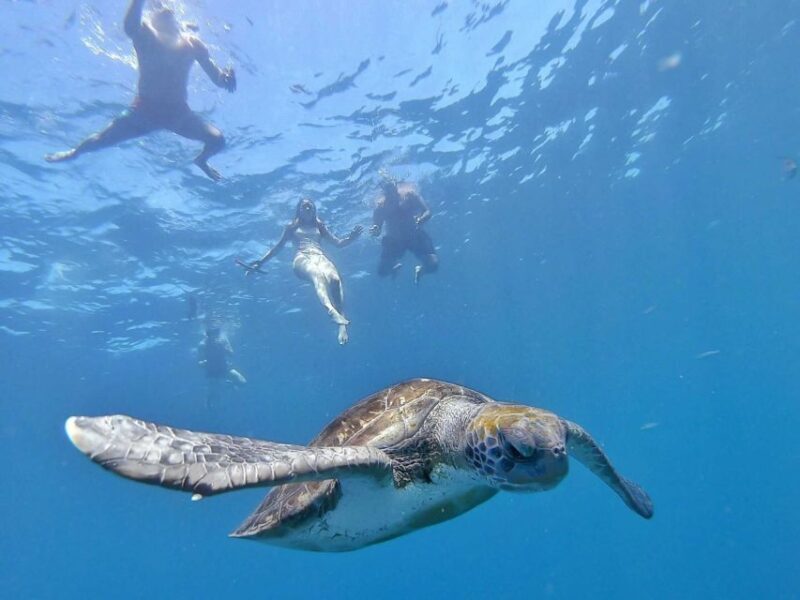 Explore Tenerife with the Snorkel Kit - Key Points