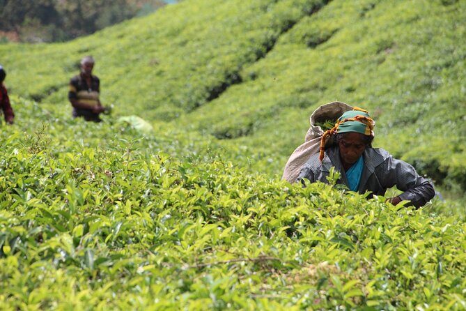 Explore the best of Ella. Hiking, waterfalls and cultural tour - FAQ