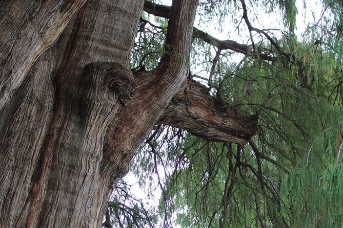 Explore the Essence of Oaxaca Tour to Hierve Water - Practicalities and What You Need to Know