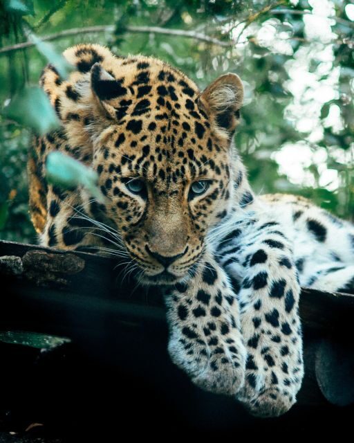 Explore the MAGIC of Sri Lanka in 7days -4 Star hotels Incl. - Final Thoughts