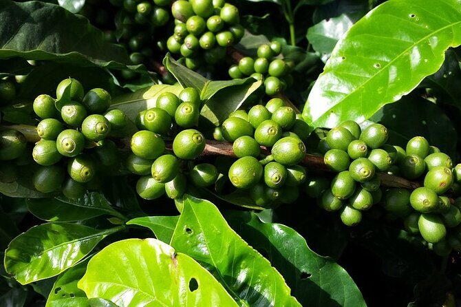 Explore The Rustic Life Of Thekkady - An In-Depth Look at the Tour