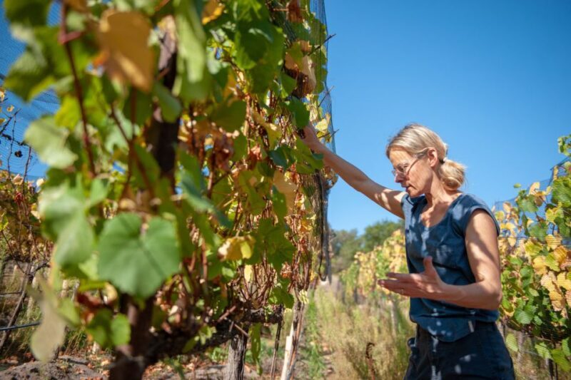 Explore the Secrets of Wine and Olives in Rethymno - Who Will Enjoy This Experience?