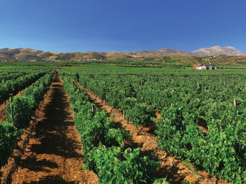 Explore the Secrets of Wine and Olives in Rethymno - The Sum Up