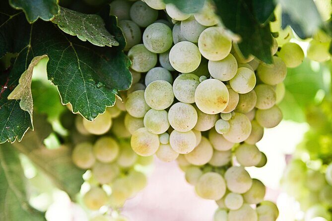 Explore the Secrets of Wine and Olives in Rethymno - Practical Considerations