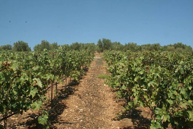 Explore the Secrets of Wine and Olives in Rethymno - Who Will Love This Tour?