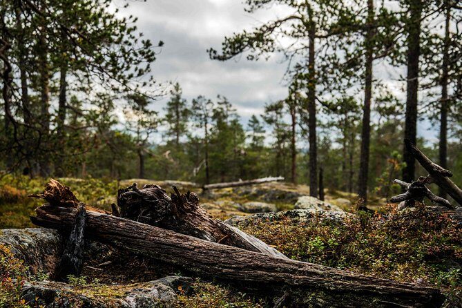 Explore the Wilderness (Summer & Autumn) - Introduction: Why This Tour Can Be a Real Win
