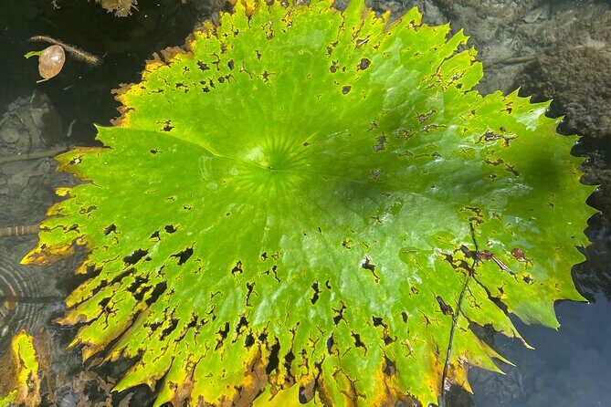 Explore Uxmal, 2 Magic Cenotes and Mayan Gastronomy - Final Thoughts: Is This Tour Right for You?