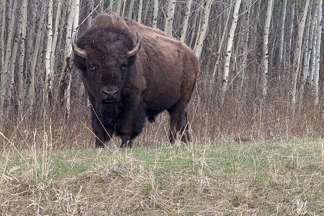 Explore Waterton National Park from Calgary private Luxury Tour - The Value of a Tailored Day in Style