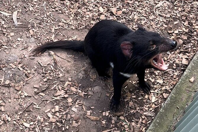 Explore Wildlife and Richmond Heritage Tour - What to Expect and Practical Tips