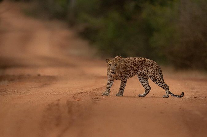 Explore Wilpattu National Park Private 4WD Tour - FAQ About the Wilpattu Private 4WD Tour