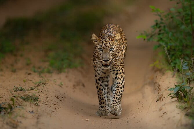 Explore Wilpattu National Park Private 4WD Tour - A Deep Dive into the Wilpattu National Park Private 4WD Experience