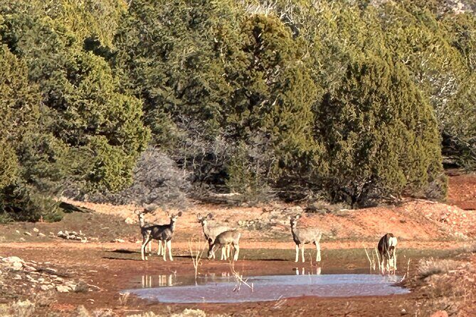 Explore Zion National Park & Beyond on a Private Jeep Adventure - Who Should Consider This Tour?