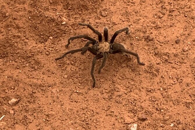 Explore Zion National Park & Beyond on a Private Jeep Adventure - The Sum Up