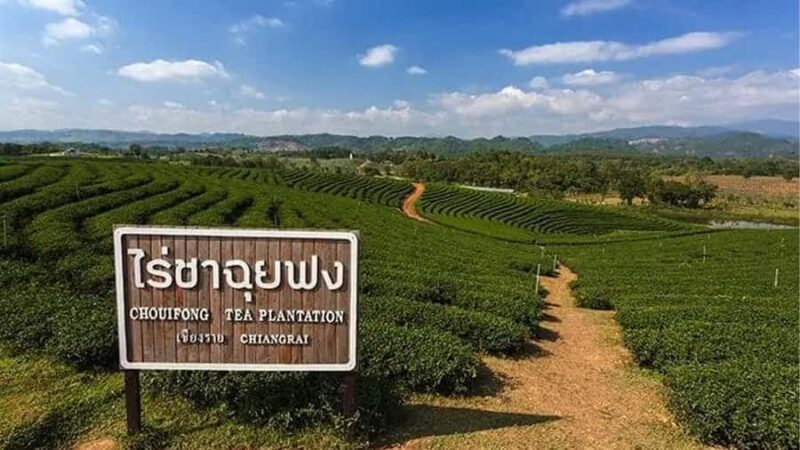 Explorer Border road and Nature (Tea and Coffee) Chiang Rai - Introduction: Why This Tour Might Be Just Right