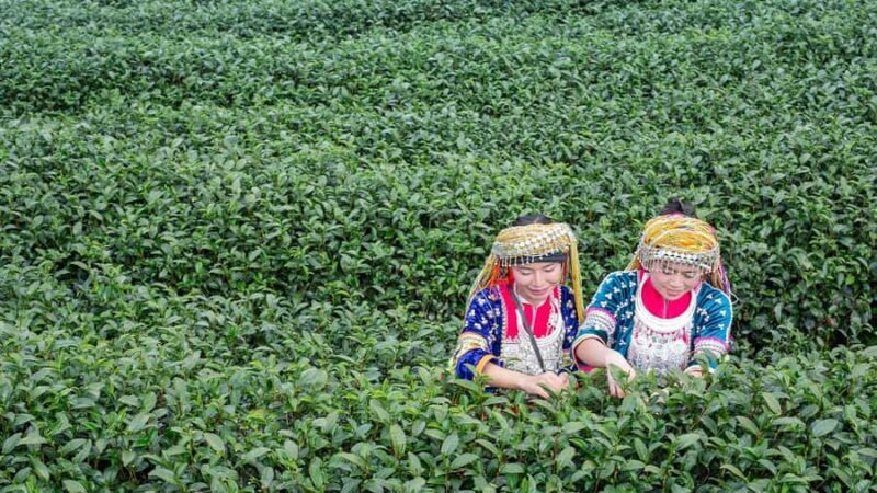 Explorer Border road and Nature (Tea and Coffee) Chiang Rai - The Itinerary in Detail