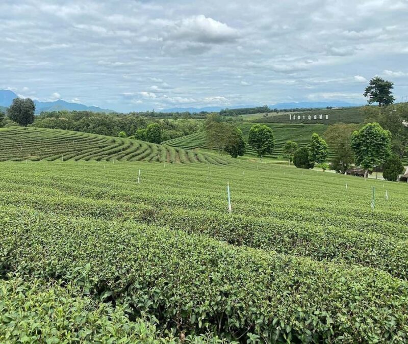 Explorer Border road and Nature ( Tea and Coffee ) - The Sum Up