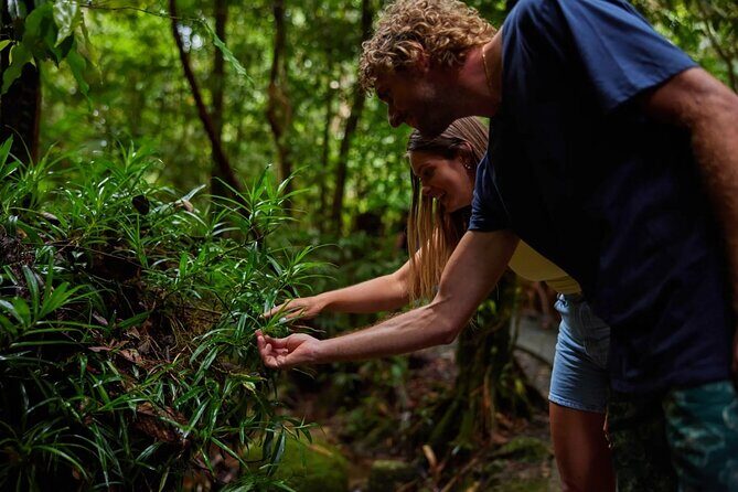 Explorer Tour by Cairns Waterfalls - Walshs Pyramid: Cairns’ Iconic Peak