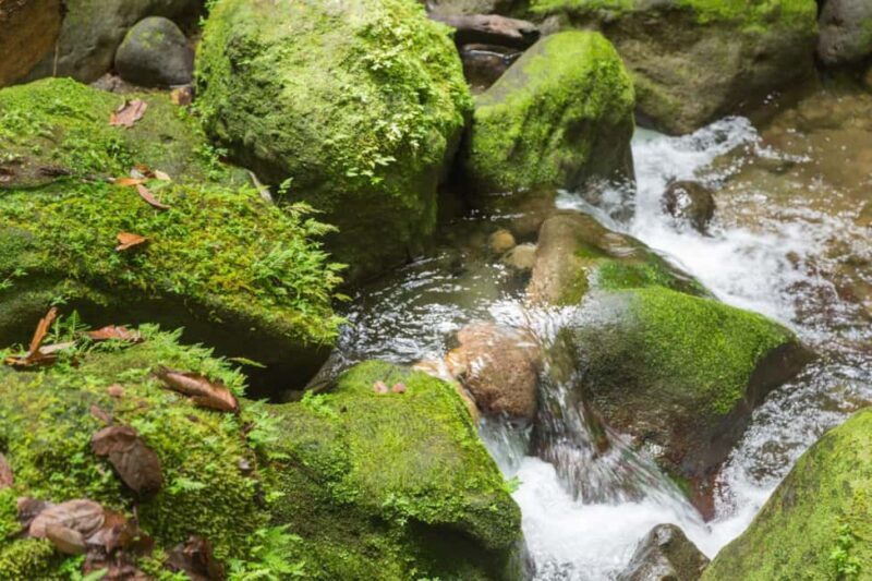 Exploring and Tasting Roseau | Full-Day Tour - FAQ