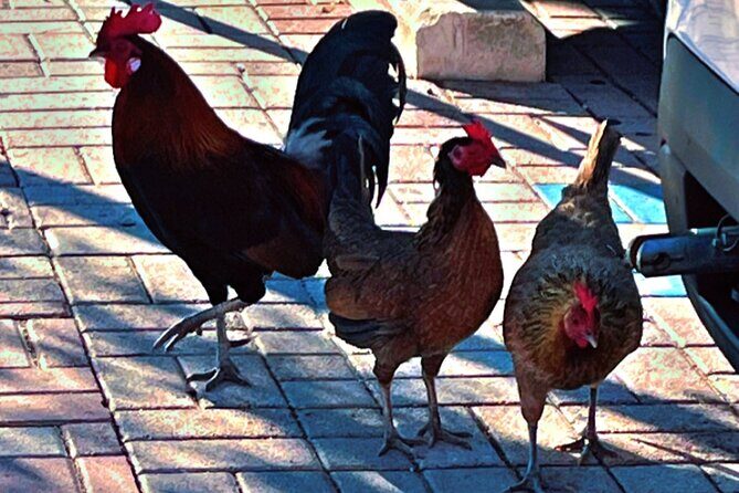 Exploring and Walking Food Tour of Cayo Hueso - Weather & Cancellation Policy