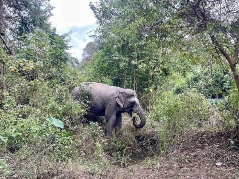 Exploring Don Village & Yok Don National Park - Final Thoughts