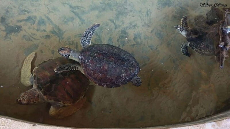 Exploring : Galle, Madu River & Turtle Hatchery Adventure - Exploring: Galle, Madu River & Turtle Hatchery Adventure