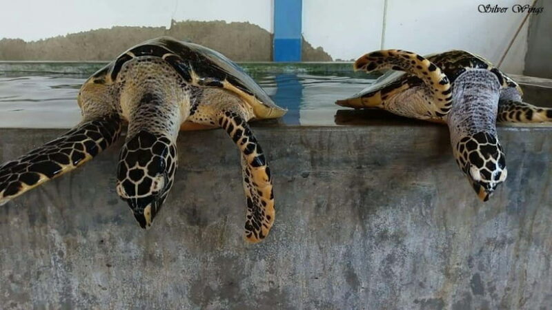 Exploring : Galle, Madu River & Turtle Hatchery Adventure - Practical Tips and What to Expect