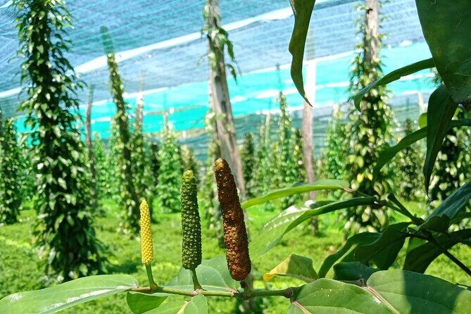 Exploring Kampot: A Memorable Tour from Sihanoukville - Authenticity & Value