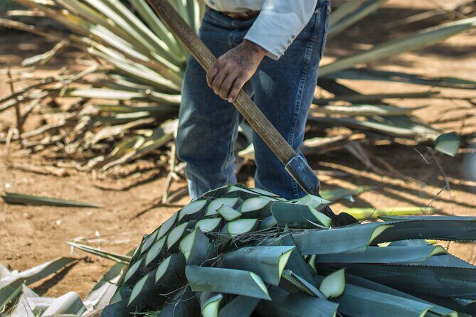 Express Dawn - An In-Depth Look at the Tour