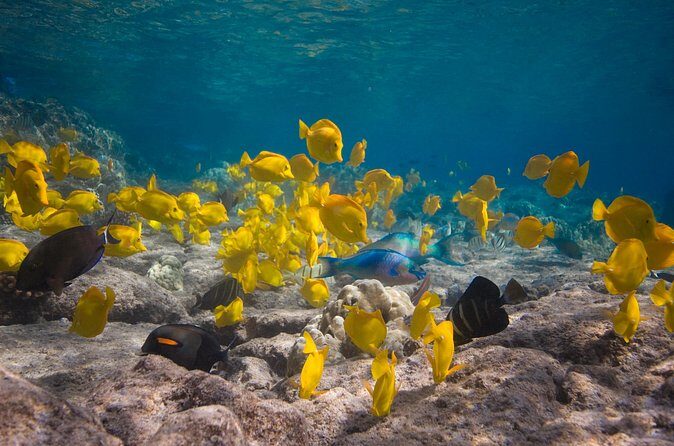 Express Kealakekua Bay Snorkel from Kailua Pier - The Sum Up