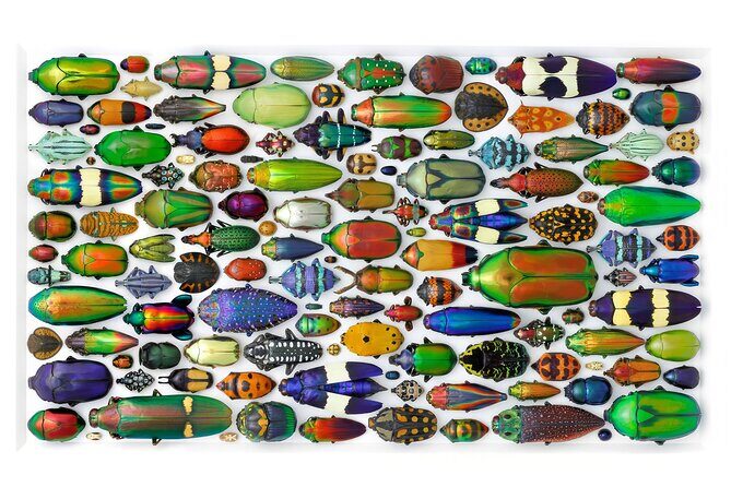 Exquisite Creatures Exhibit By Christopher Marley - Authentic Experiences and Visitor Insights