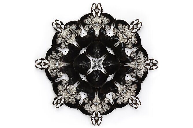 Exquisite Creatures Exhibit By Christopher Marley - Who Will Love This Exhibit?