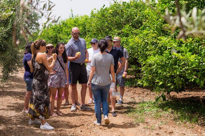 Extra virgin olive oil tasting in Syracuse - fairytale tour - The Sum Up