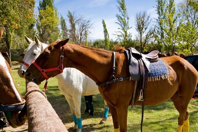 Extreme Horses Adventure with ATV, Ziplines & Cenote - What the Reviews Say: Authentic Perspectives