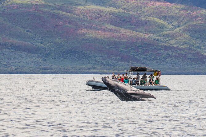 Eye-Level Whale or Dolphin Watching Eco-Raft Tour from Lahaina - The Experience: A Closer Look at the Tour Itinerary