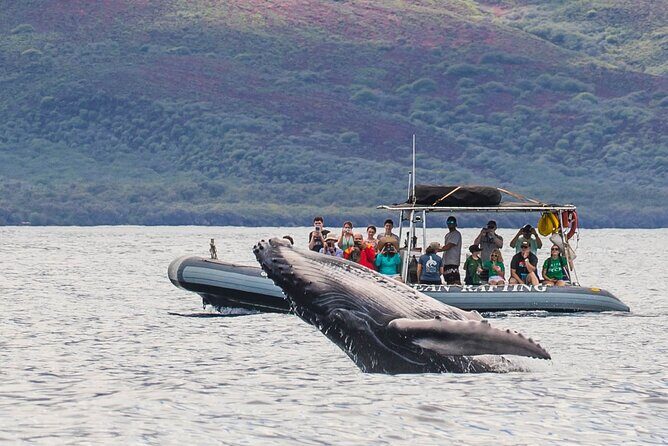 Eye-Level Whale or Dolphin Watching Eco-Raft Tour from Lahaina - What Sets This Tour Apart?