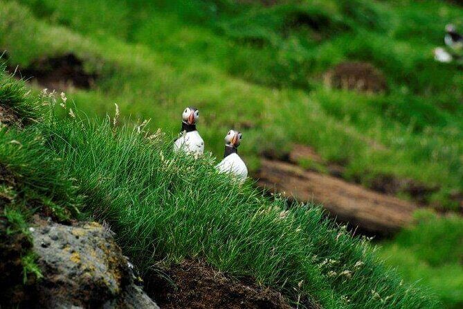 Eyjascooter volcano tour in Westman Island - Discover the Eyjascooter Volcano Tour in Westman Island