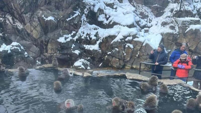 F: Tokyo:Nagano snow monkey/Zenko Ji temple private day tour - Introduction to the Tour Experience