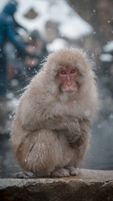 F: Tokyo:Nagano snow monkey/Zenko Ji temple private day tour - What Makes This Tour Stand Out