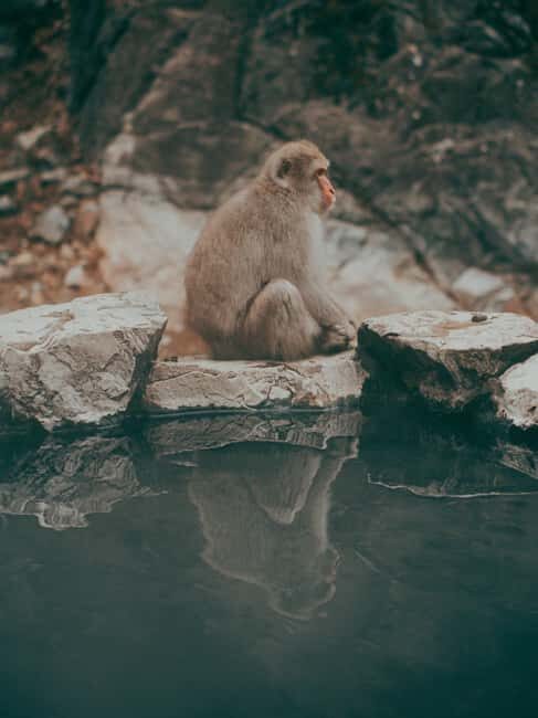 F: Tokyo:Nagano snow monkey/Zenko Ji temple private day tour - What to Expect Throughout the Day