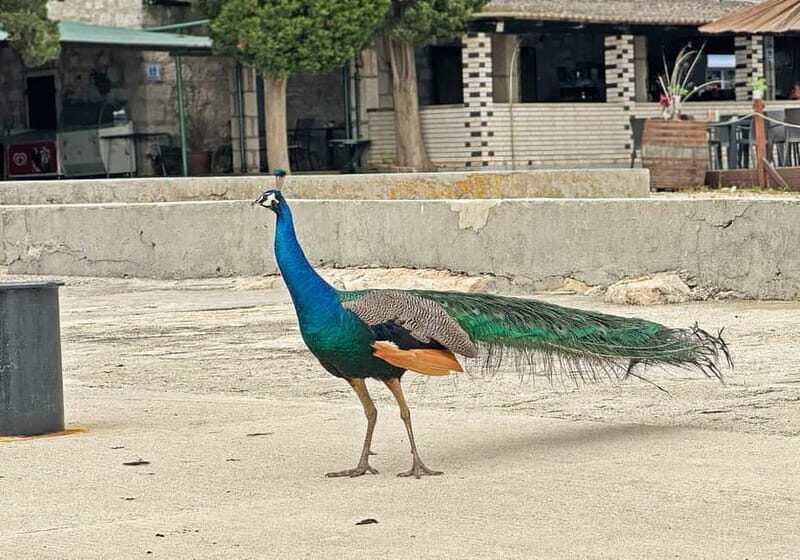 Faana: Brijuni Islands Lunch tour with Peacock Island Visit - Key Points