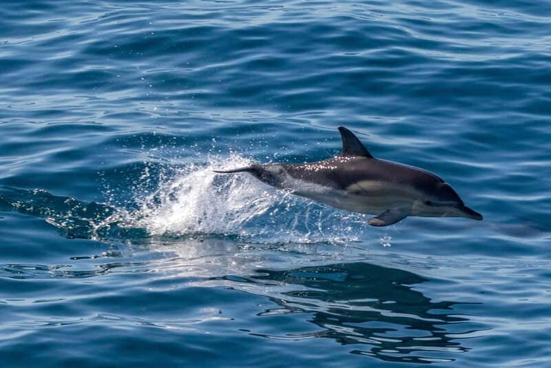 FAANA: DOLPHIN SAFARI - Introduction