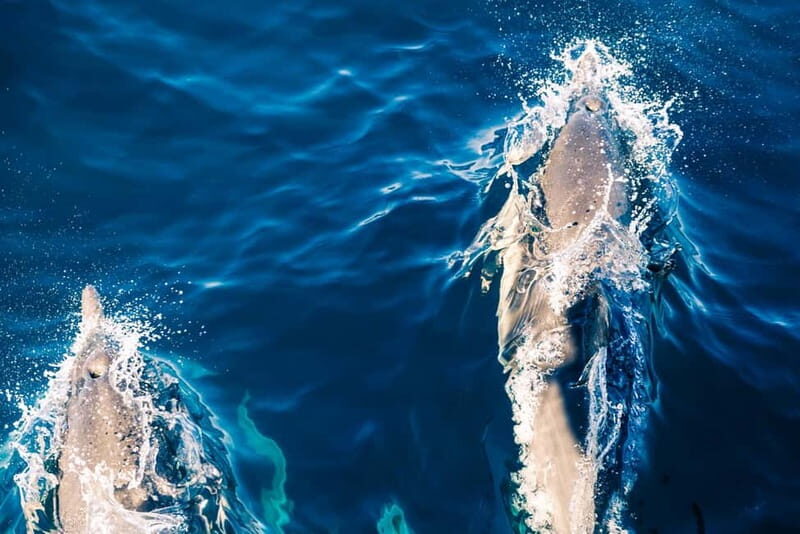 FAANA: DOLPHIN SAFARI - What’s Included and what’s Not