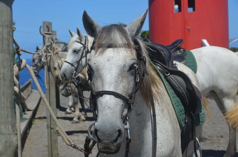 Faial Island: Horseback Riding on Lusitano Trail - What’s Included and What’s Not