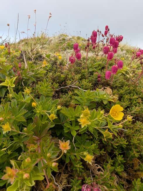 Faial: Private 4WD Full Day Island Tour with Local Guide - Pricing and Value