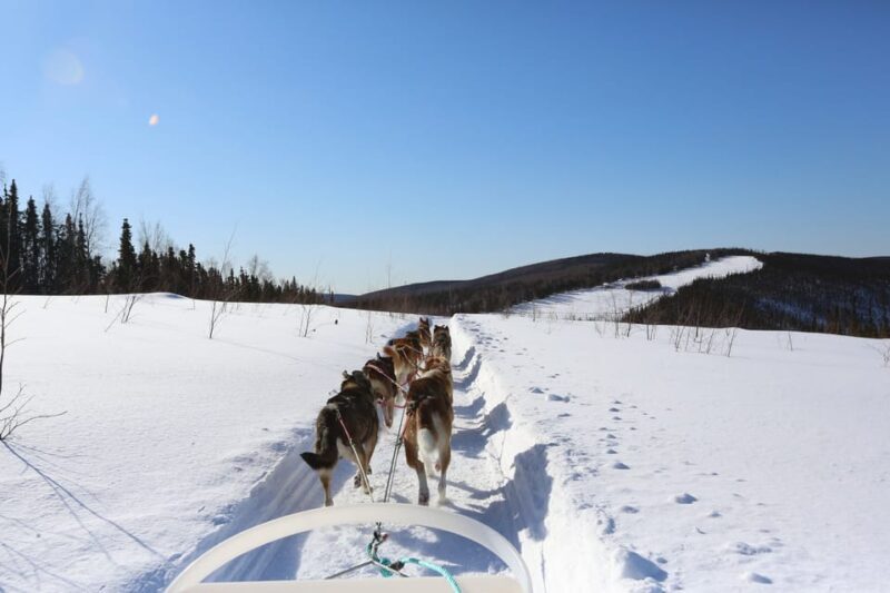Fairbanks: 1-Hour Alaskan Winter Dog Sledding Adventure - An Introduction to the Fairbanks Dog Sledding Tour