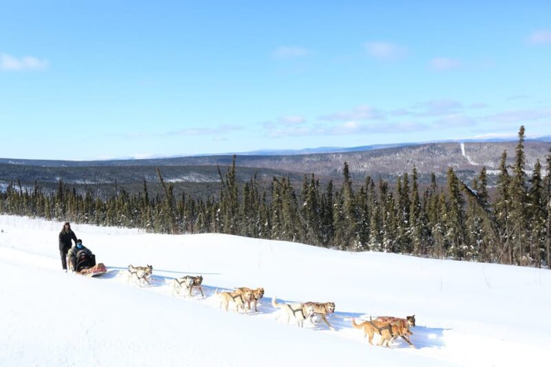 Fairbanks: 1-Hour Alaskan Winter Dog Sledding Adventure - Authenticity and Real Reviews